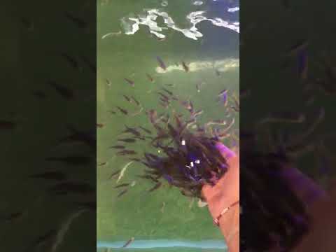 Garra Rufa Fish - Wholesale Price & Mandi Rate for Doctor Fish