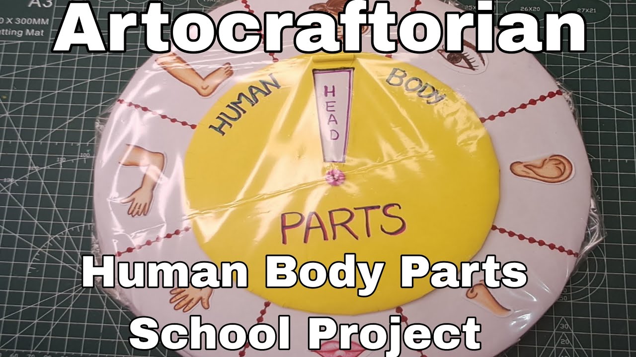 Human Body Parts School Project #kids Craft #science diy #craft