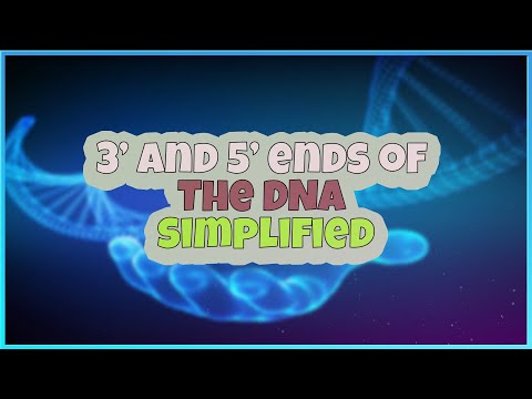 Explaining the DNAs 3' and 5' ends