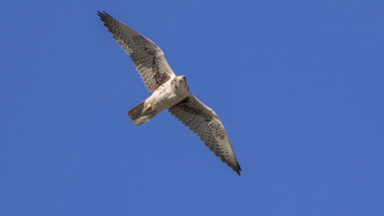 The Virginia Prairie Falcon