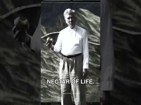 Much sweeter than a donut | remembering David Lynch