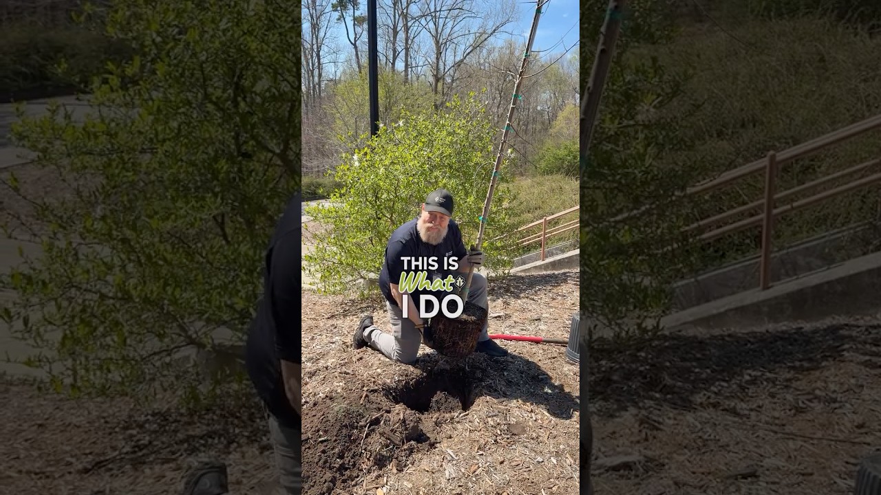 This is What I Do! Maintain Raleigh's Tree Canopy