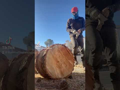 Team Work 😂 #youtubeshorts #tiktok #illuminatree #funny #construction #memes