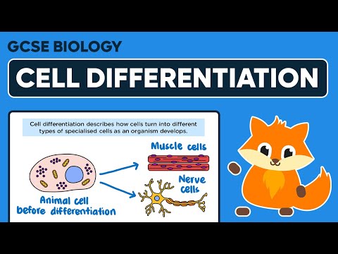 Cell Differentiation - GCSE Biology