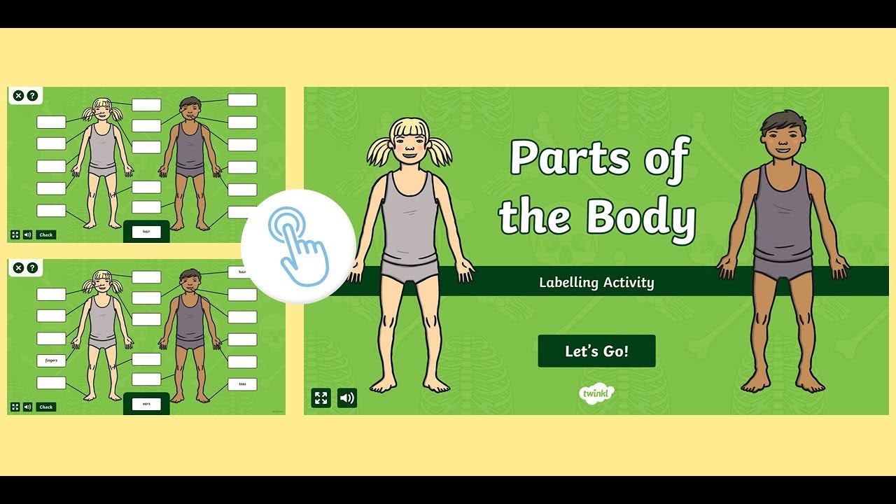 Twinkl Go! - Parts of the Body Labelling Activity