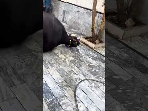 Angry Big Bull ????| Qurbani 2024 #shorts #viral #trending