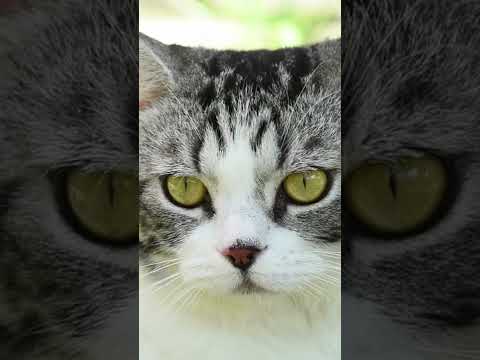 Black and white tabby cat, Funny cute cats, #Shorts ,Funny Cute Pets Lovers