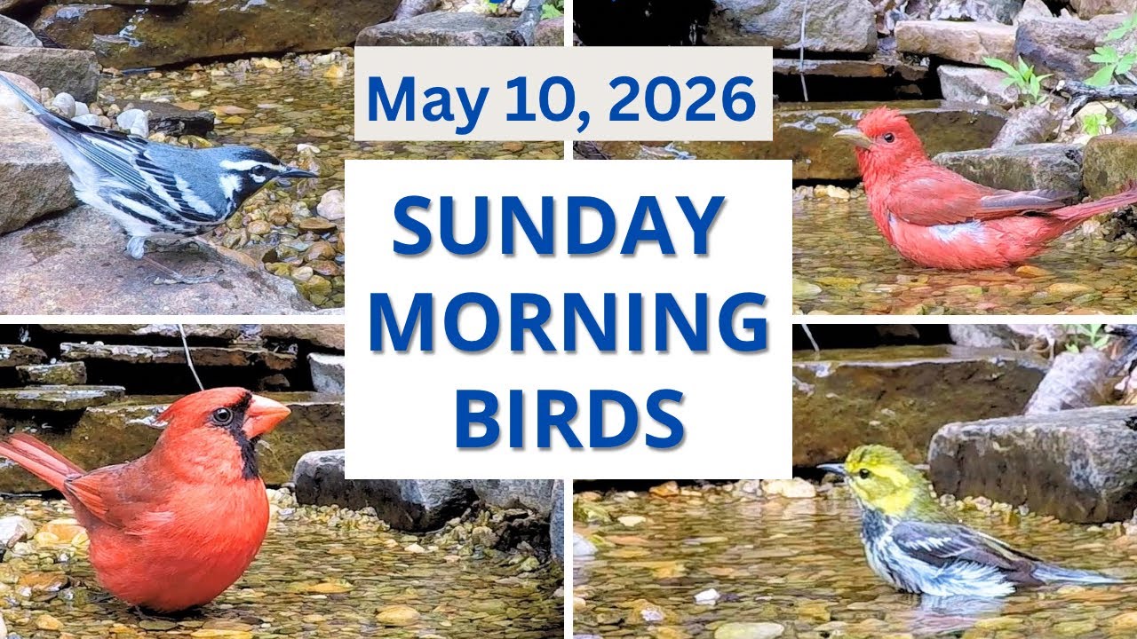 A Few More Spring Arrivals at the Bird Pond