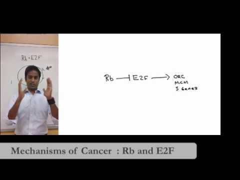 Rb and E2F (The Basic Story)