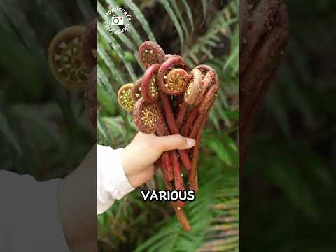 Fiddlehead Ferns: Nature’s Curly Delight.