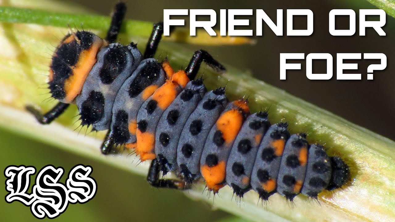 Identifying insects in your organic garden