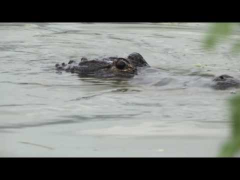 FOXPRO Furtakers - Florida Gators - Outdoor Channel
