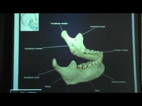 Mandible