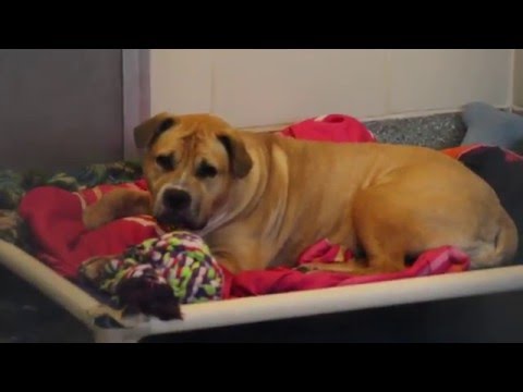 Shelter Tails- MSPCA documentary