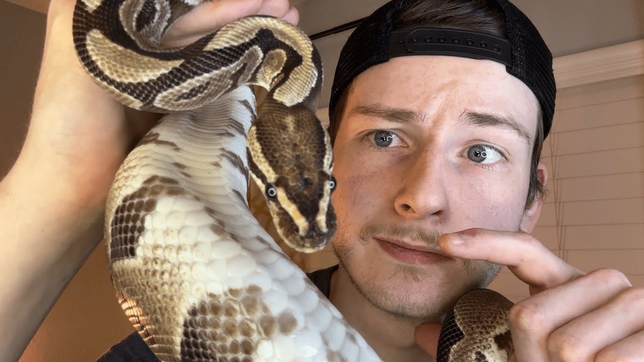 Should You Get a Ball Python? - The Simple Answer