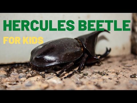 Hercules Beetle Facts For Kids | The Strongest Insect In the World | Rhinoceros Beetle