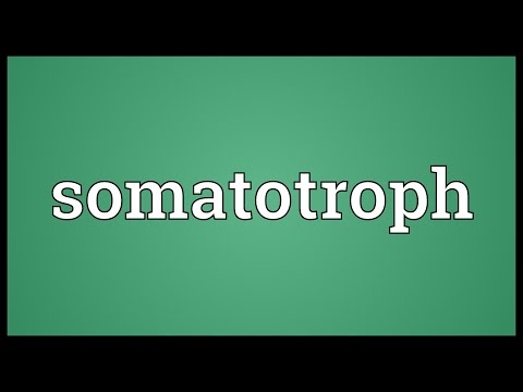 Somatotroph Meaning