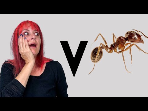 Evicting Ants From Your Pot Plant | Easy, Humane and Free Solution Revealed!