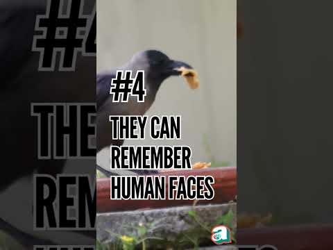 5 Fun Facts About Crows!