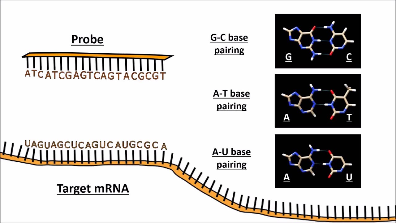 Using MERFISH for Spatially Resolved Transcriptomics