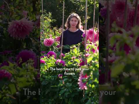 Discover the delights of dahlias