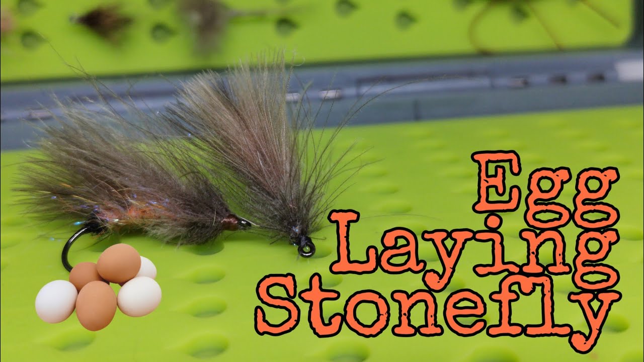 Egg Laying Stonefly