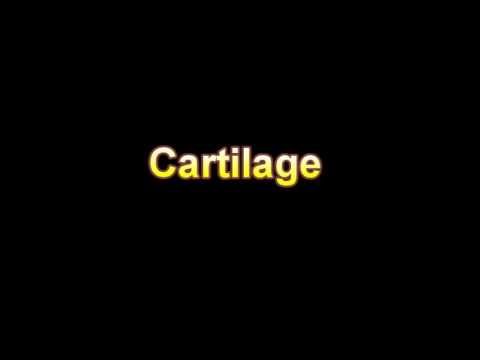 What Is The Definition Of Cartilage Medical Dictionary Free Online