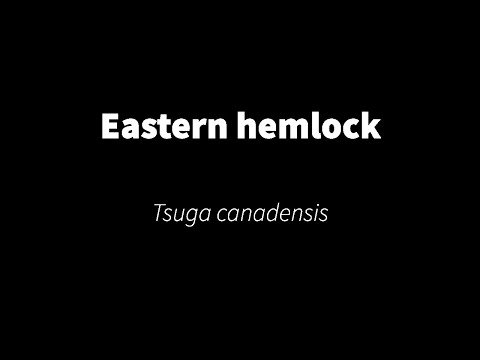 Tsuga canadensis