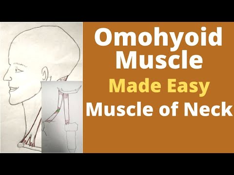 Omohyoid muscle | Infrahyoid muscle | omohyoid muscle origin insertion action | Ansa cervicalis |