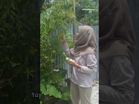 Ternyata Minyak Kayu Putih itu bukan dari kayu tapi daun?!