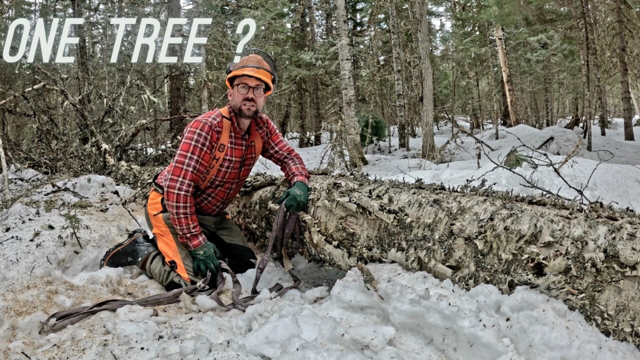 Can This Single Massive Birch Tree Floor My Entire Cabin ?