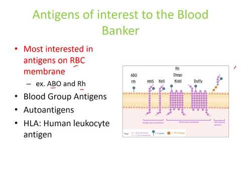Lecture 2 antibodies and antigens
