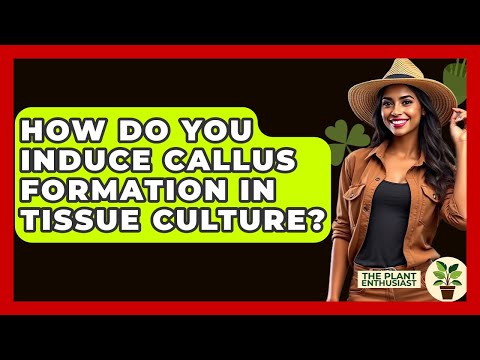 How Do You Induce Callus Formation In Tissue Culture? - The Plant Enthusiast