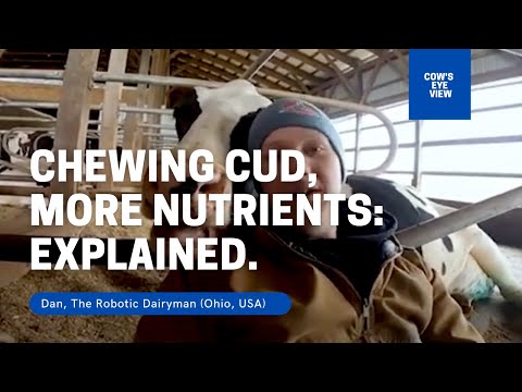 Chewing cud, more nutrients: EXPLAINED.