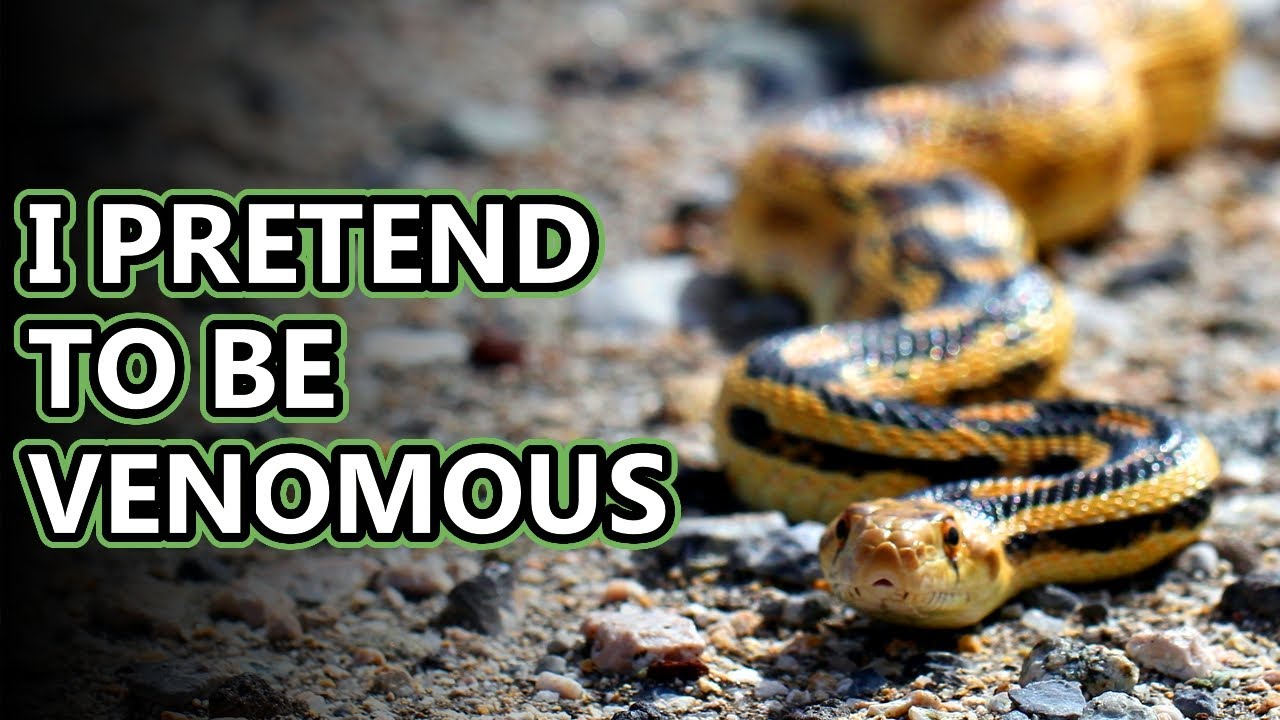 Gopher Snake facts: you are what you eat? | Animal Fact Files