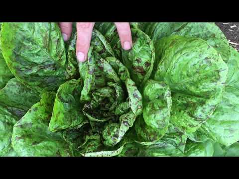 S5 ● E38 No dig market garden and farm update