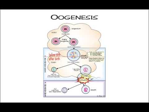 Obstetrics and Gynaecology - menstrual cycle