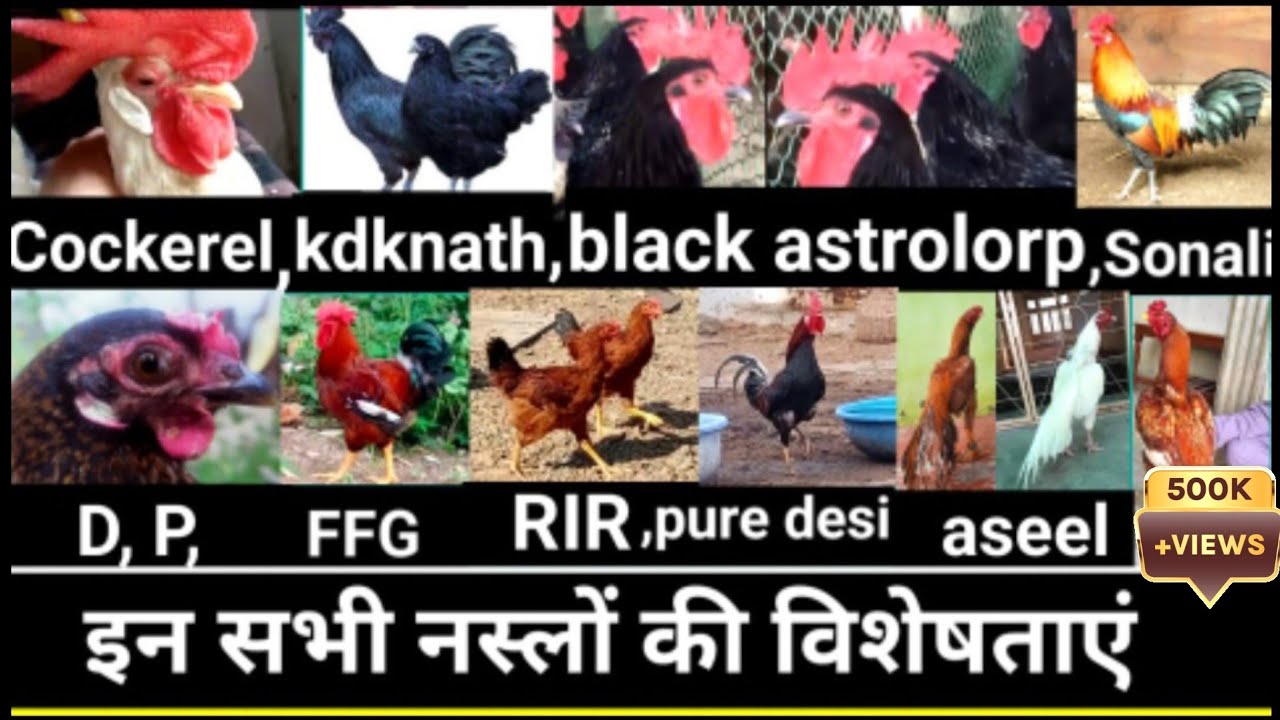 Exploring the Unique Characteristics of Nine Chicken Breeds for Desi ...