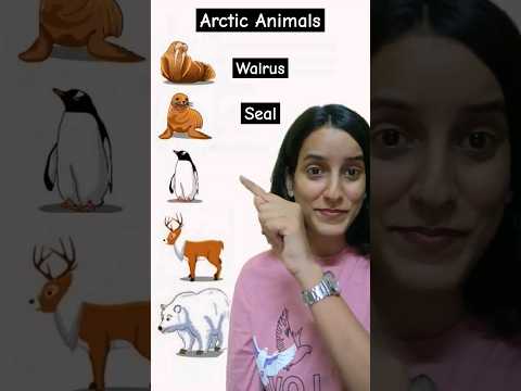 Arctic Animals #arctic #animals