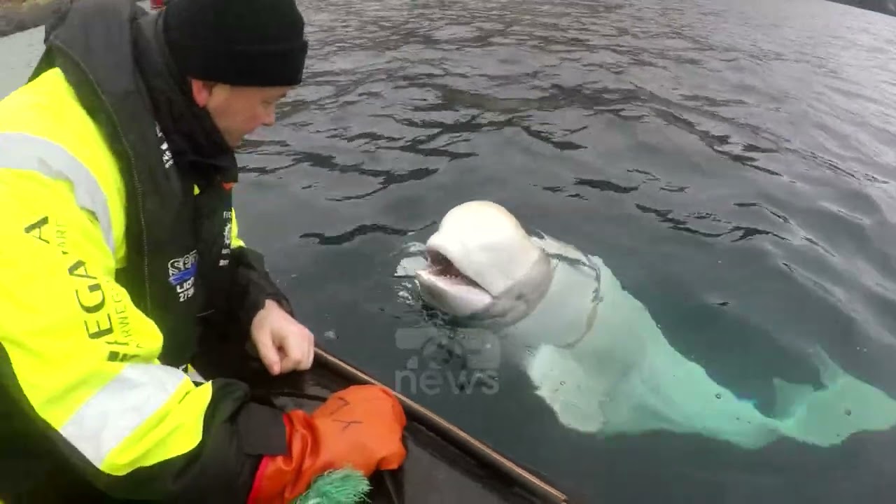 Top News – Një delfin spiun i Izraelit / Kapet nga Hamasi, ishte i ... Top News – Një delfin spiun i Izraelit / Kapet nga Hamasi, ishte i ...