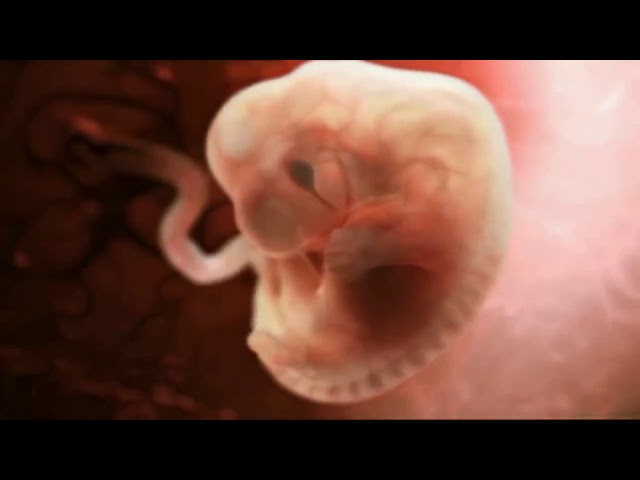 The Incredible Journey of Fetal Development: An Animated Exploration ...