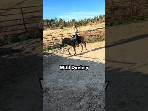 Motivating Your Donkey To Trot | TRY THIS! TRAINING BURROS