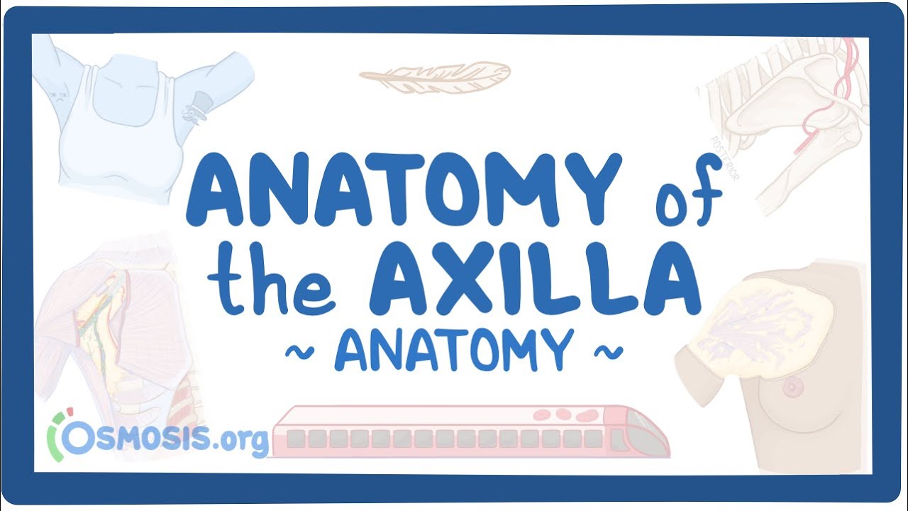 Anatomy of the axilla