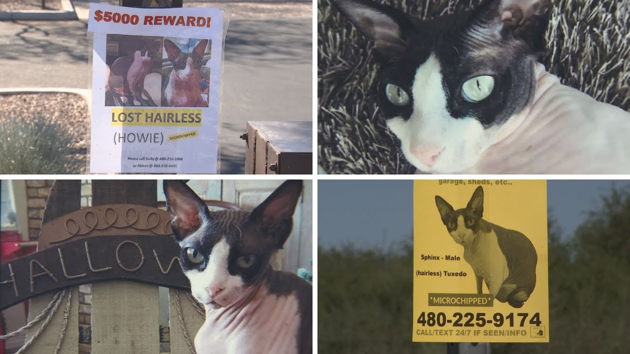 $10K reward offered for missing Queen Creek cat