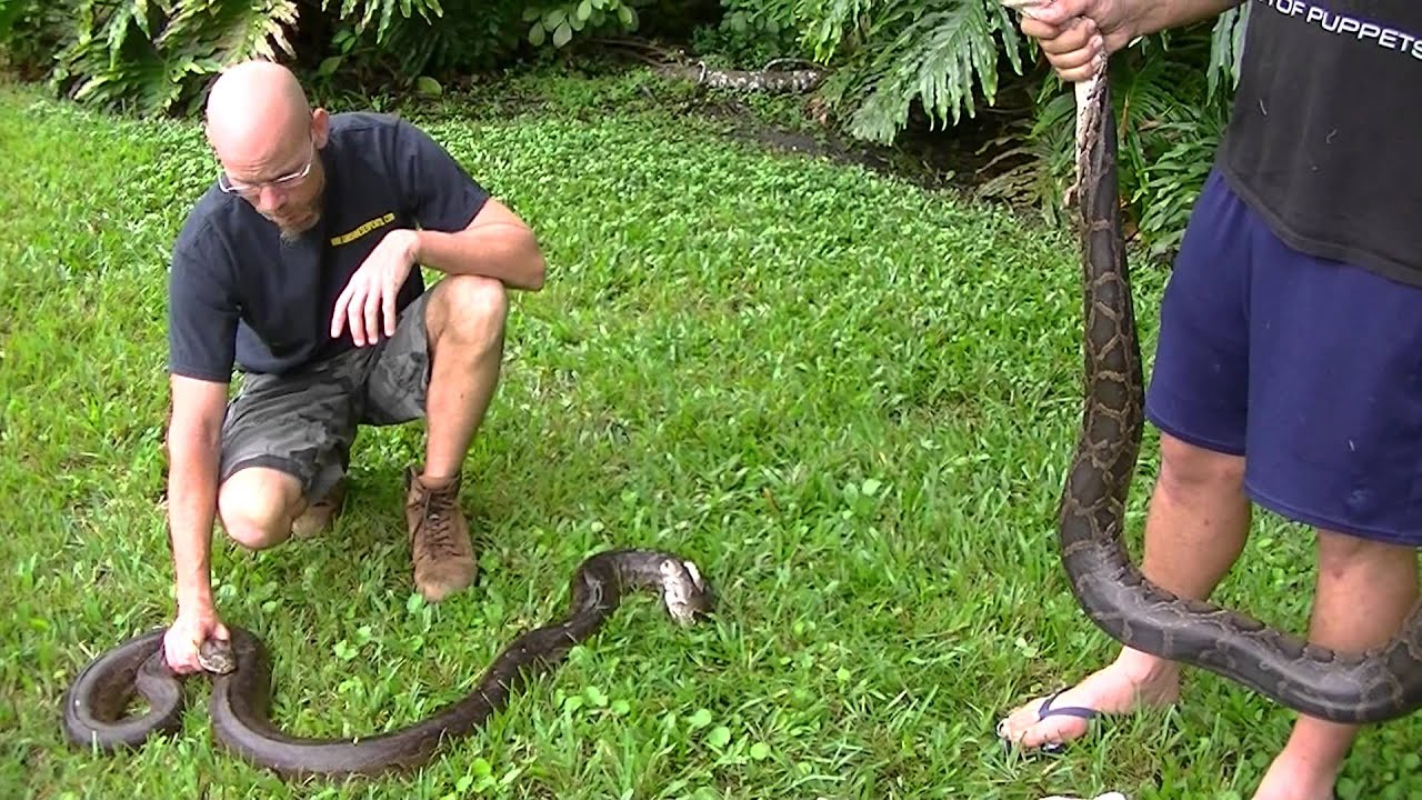 Comparing Wild Florida Burmese & African Rock Pythons
