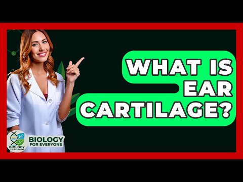 What Is Ear Cartilage? - Biology For Everyone