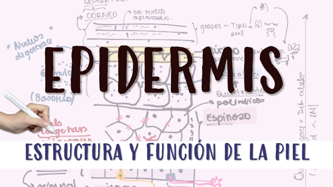 EPIDERMIS #Queratinocito #Basal #Espinoso #Granuloso #Lucido #Corneo #Dermatologia