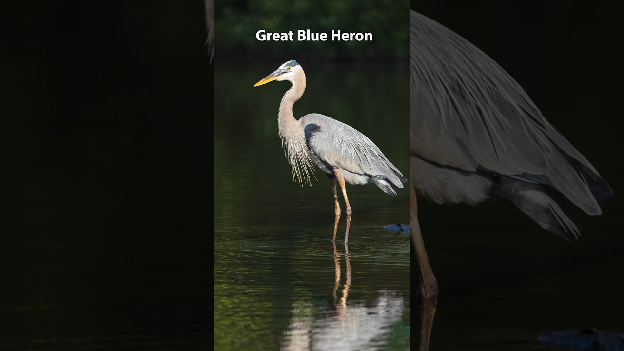 Photographing Birds: Great Blue Heron #bird #wildlifephotography #nature
