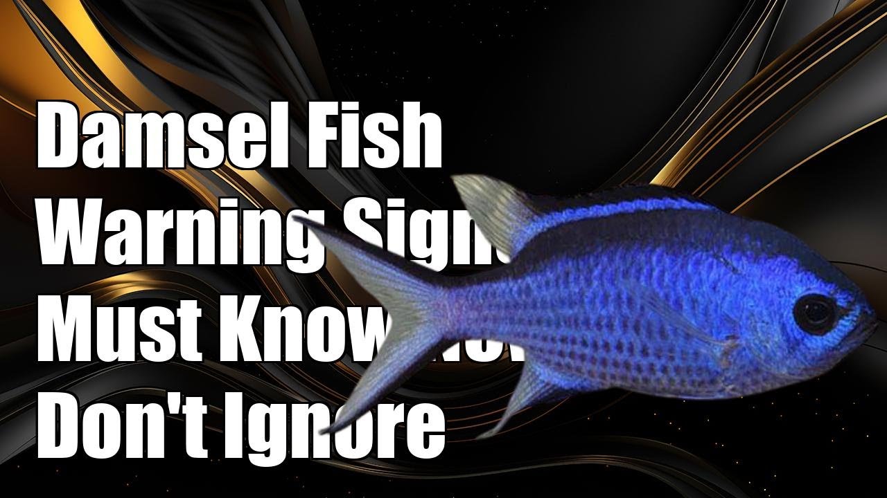 Don't Ignore These Warning Signs: Damsel Fish Behavior You Must Know!
