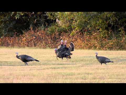 A rafter of turkeys